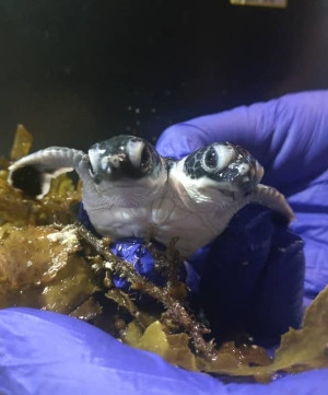 See The Two-headed Turtle Discovered In Malaysia (photos) - Pets - Nigeria
