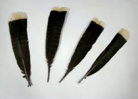 Facts About The Most Expensive Bird' Feather In The World- Costs ...